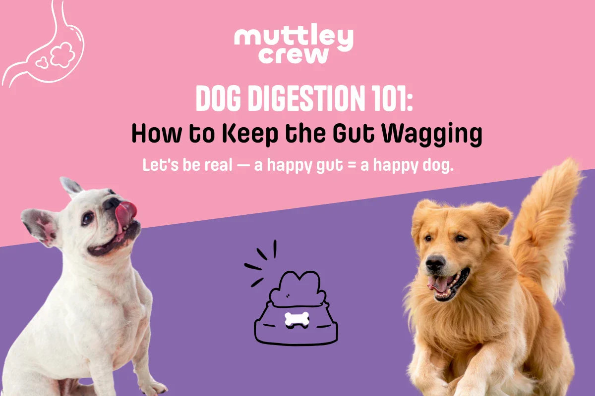 Dog Digestion 101: How to Keep the Gut Wagging – Muttley Crew Pet ...